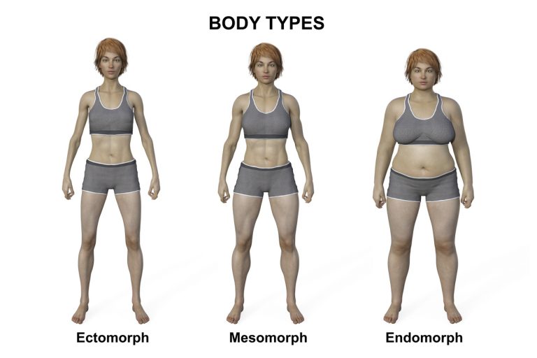 ectomorfo mesomorfo y endomorfo,lo que tienes que saber.